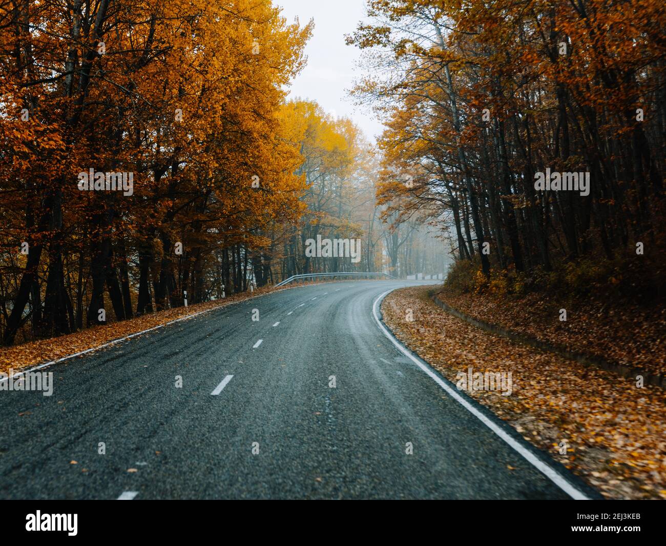 yellow leaves autumn forest nature fresh air tall trees road track ...