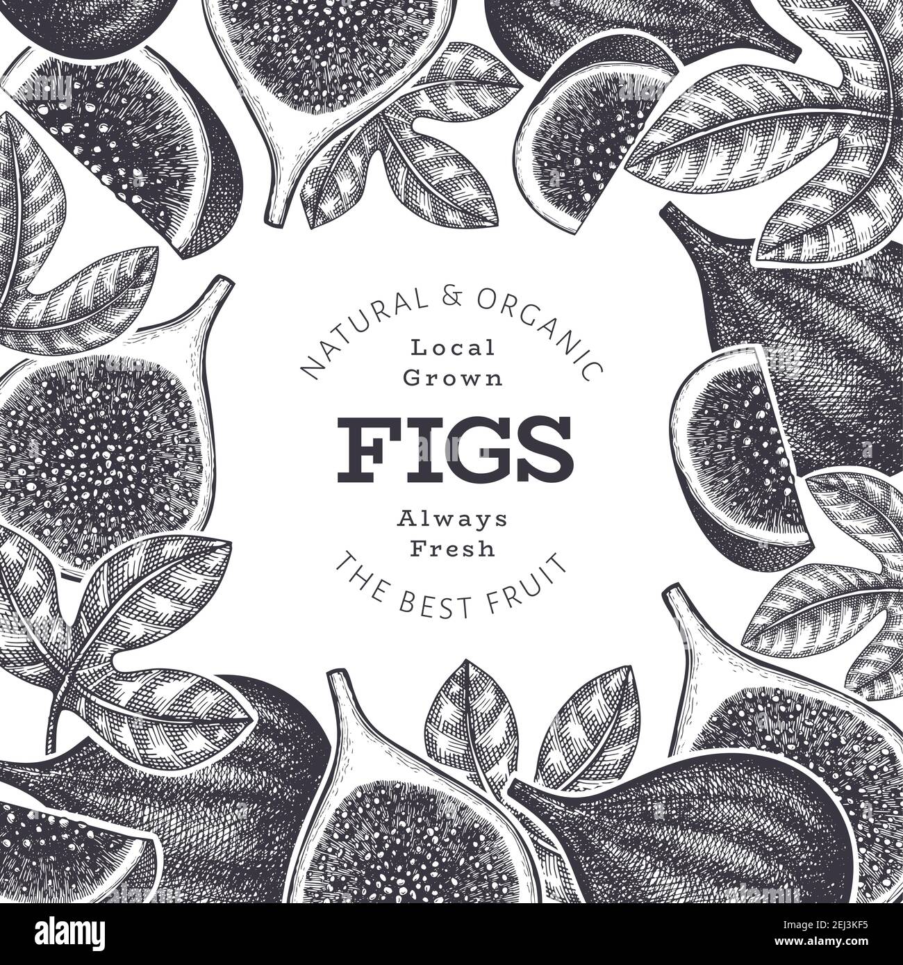 Hand drawn fig fruits design template. Organic fresh food vector ...