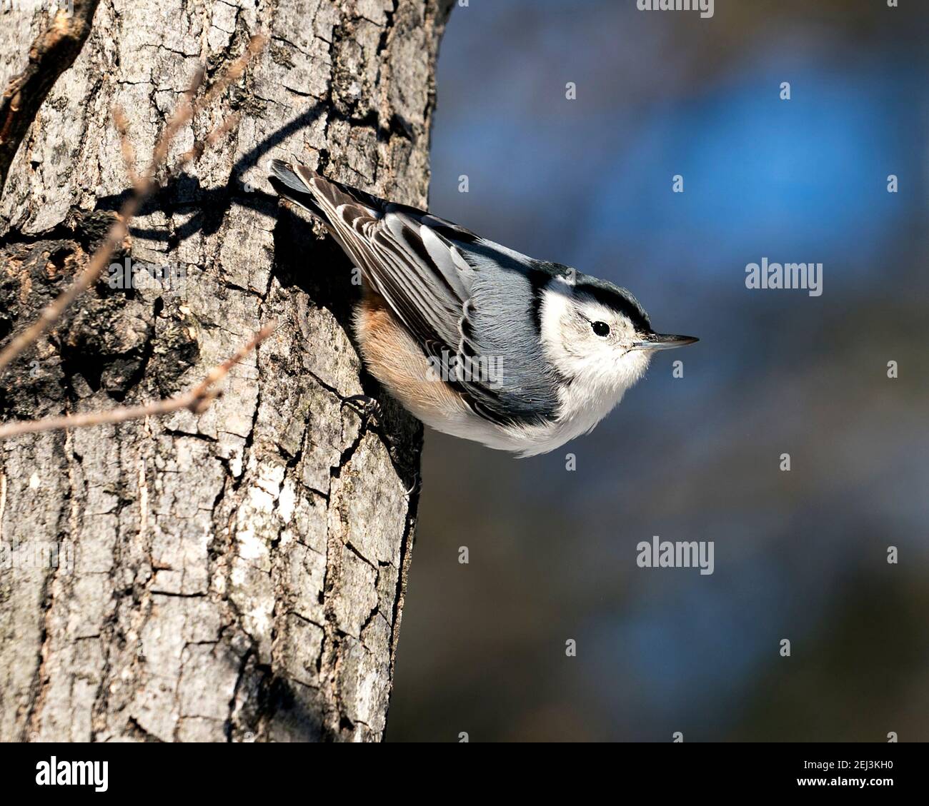 Nuthatch magazine picture hi-res stock photography and images - Alamy