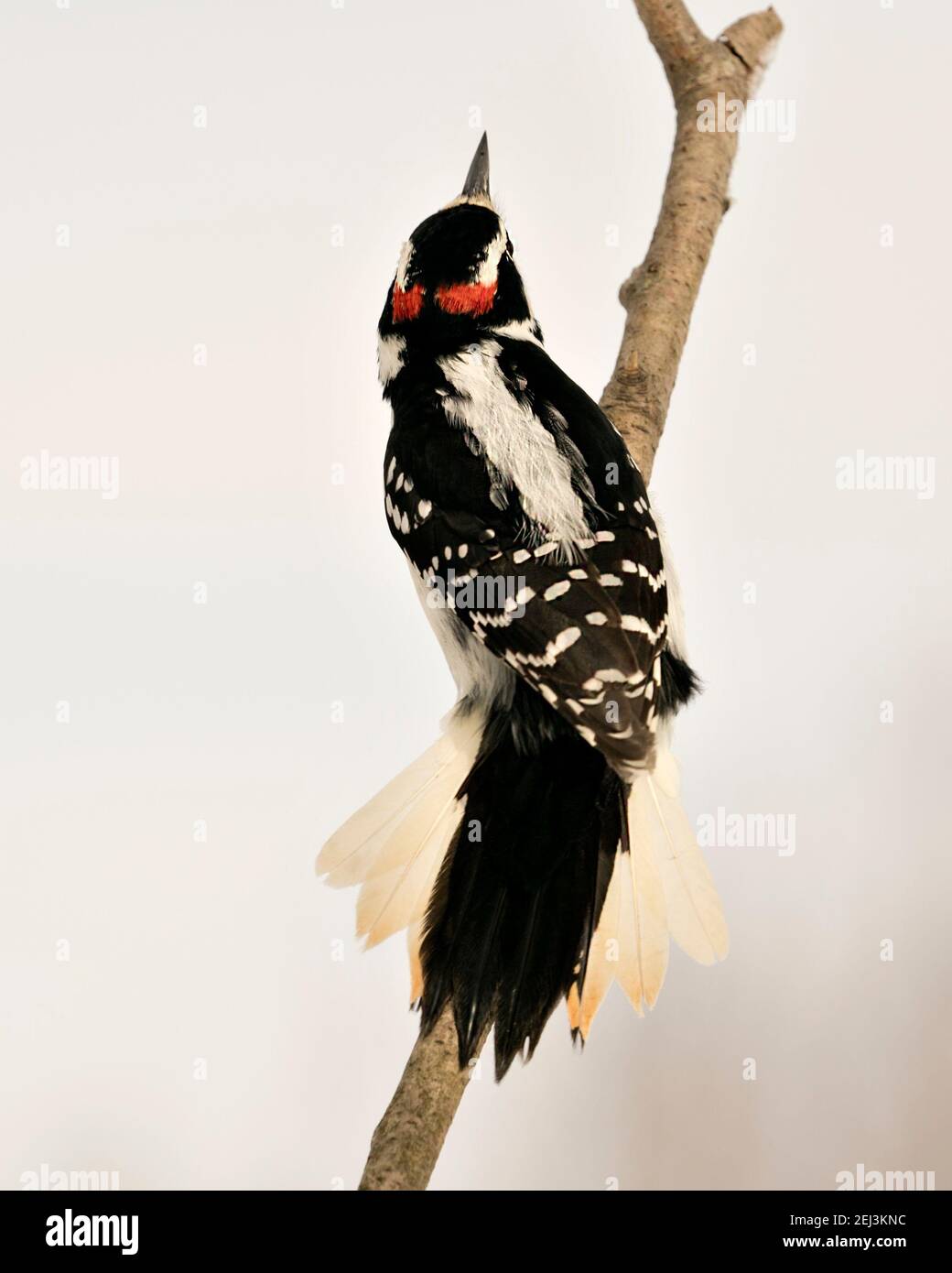 Woodpecker close-up profile rear view perched on a tree branch with ...