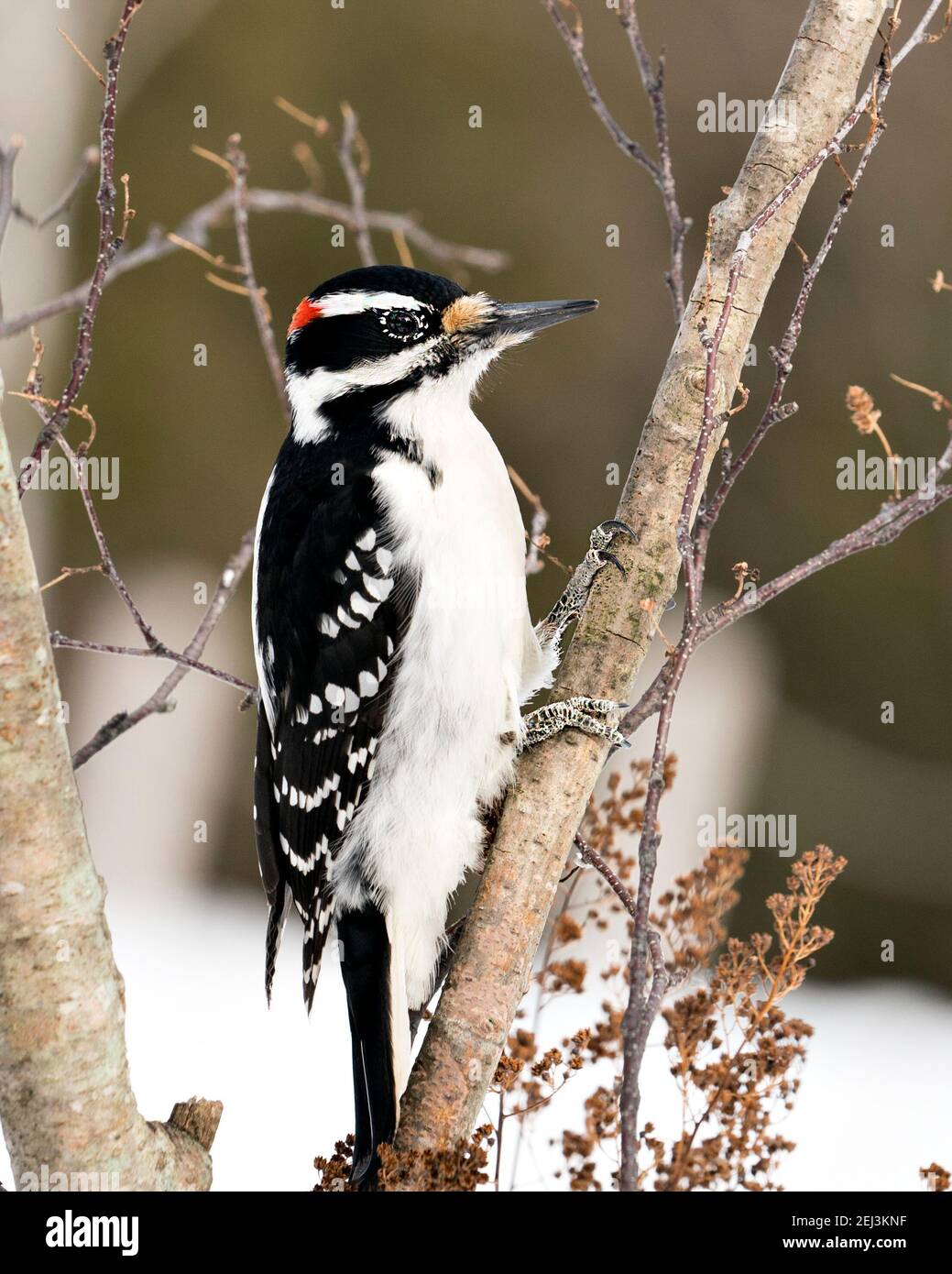 Woodpecker close-up profile view perched on a tree branch with blur ...