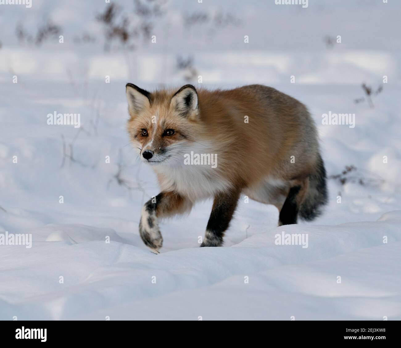 Red fox close-up profile side view in the winter season in its ...