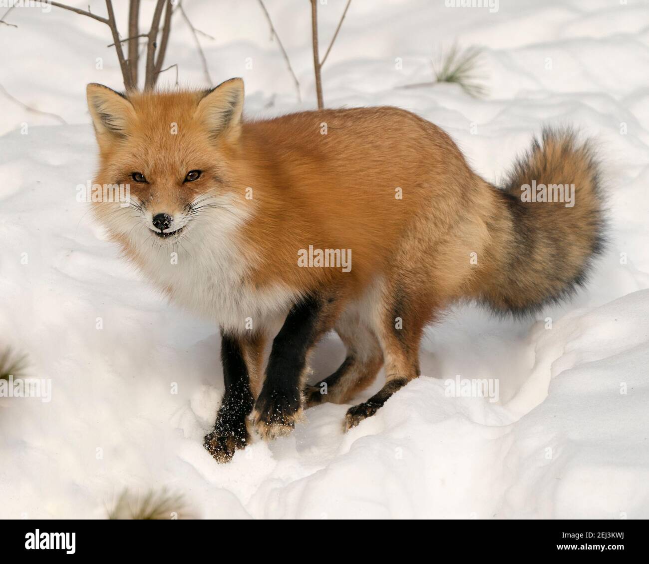 Red fox magazine cover image hi-res stock photography and images - Alamy