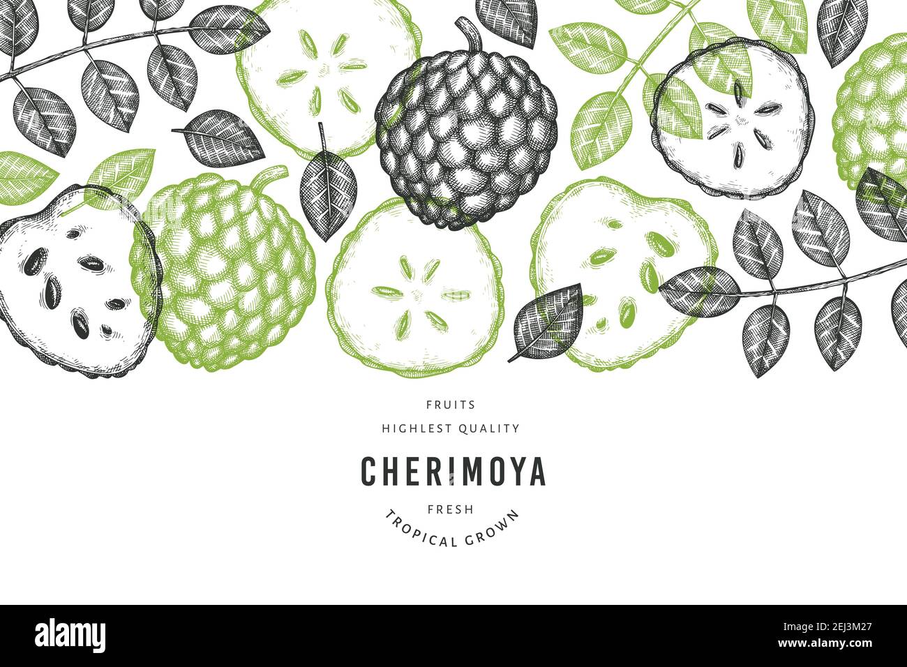 Hand drawn sketch style cherimoya banner. Organic fresh fruit vector ...
