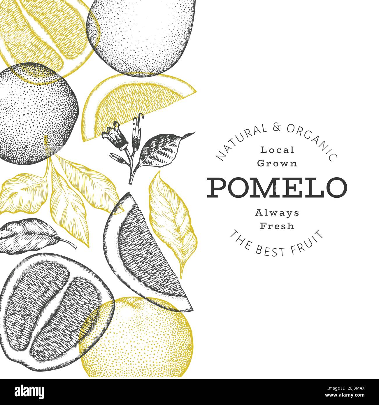 Hand drawn sketch style pomelo banner. Organic fresh fruit vector ...