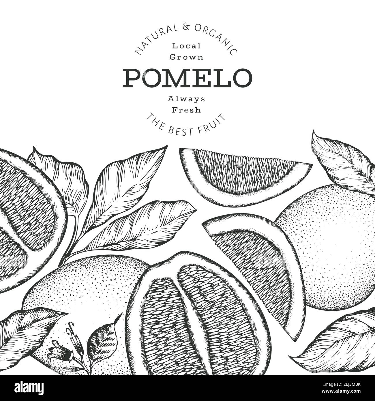 Hand drawn sketch style pomelo banner. Organic fresh fruit vector ...