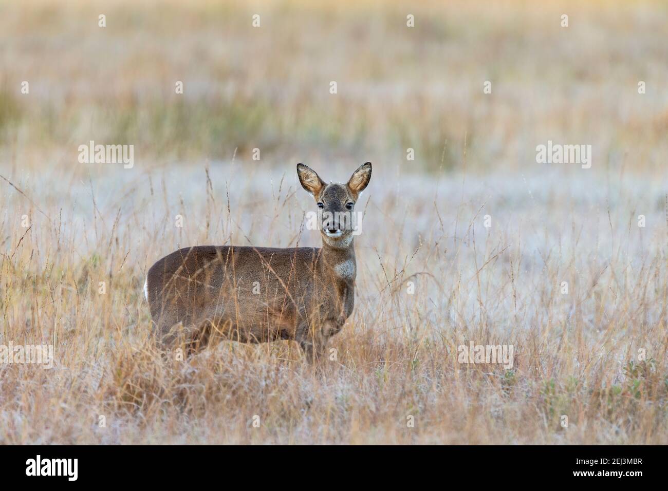 Deer buck young roe uk hi-res stock photography and images - Alamy
