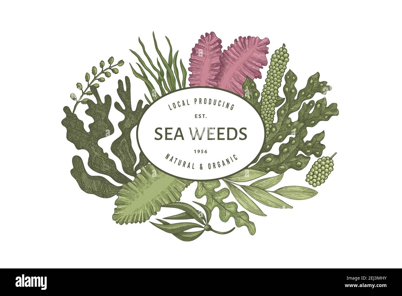 Seaweed design template. Hand drawn vector seaweeds illustration ...