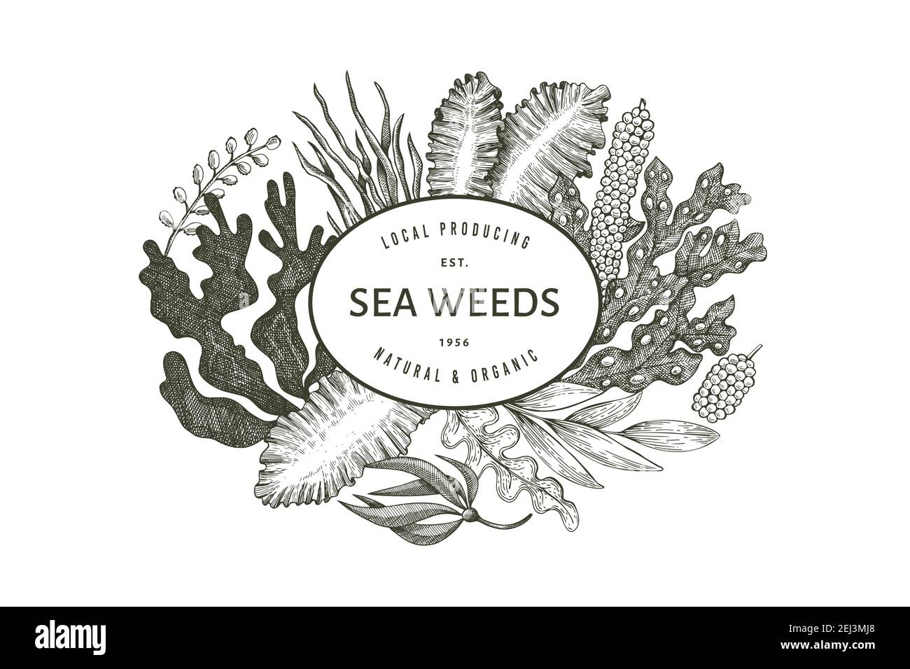 Seaweed design template. Hand drawn vector seaweeds illustration ...