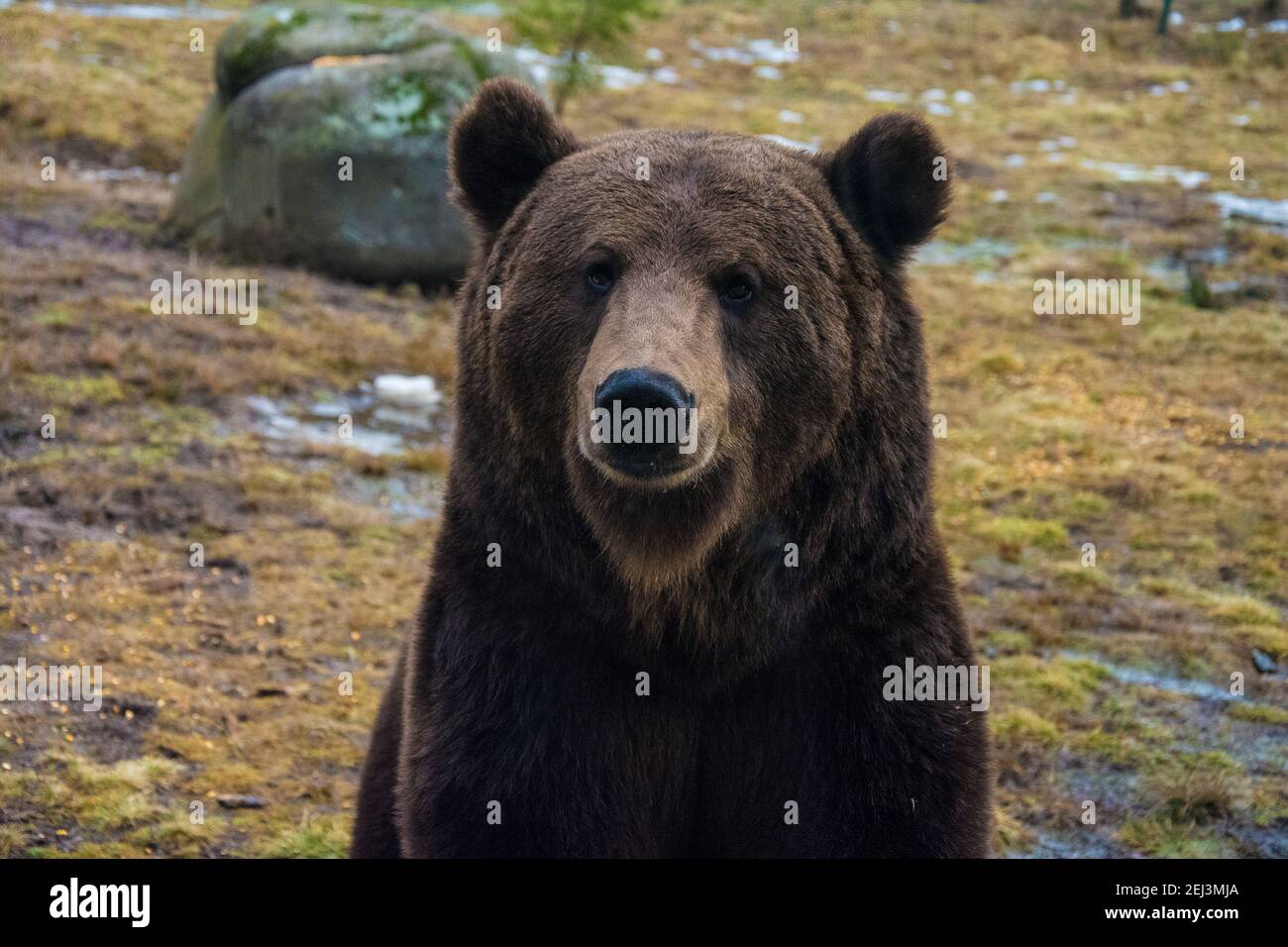 Close up of brown bear hi-res stock photography and images - Alamy