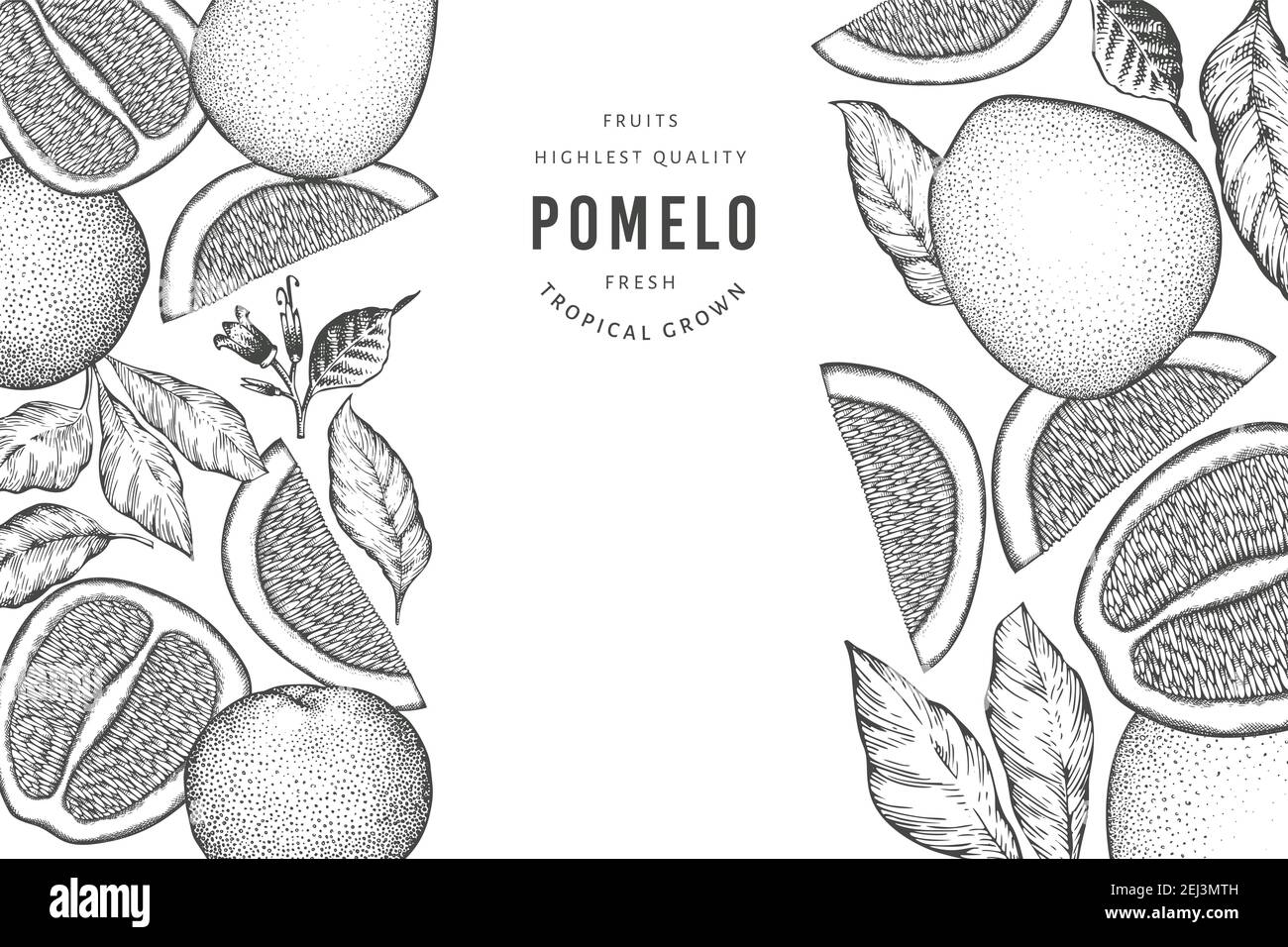 Hand drawn sketch style pomelo banner. Organic fresh fruit vector ...