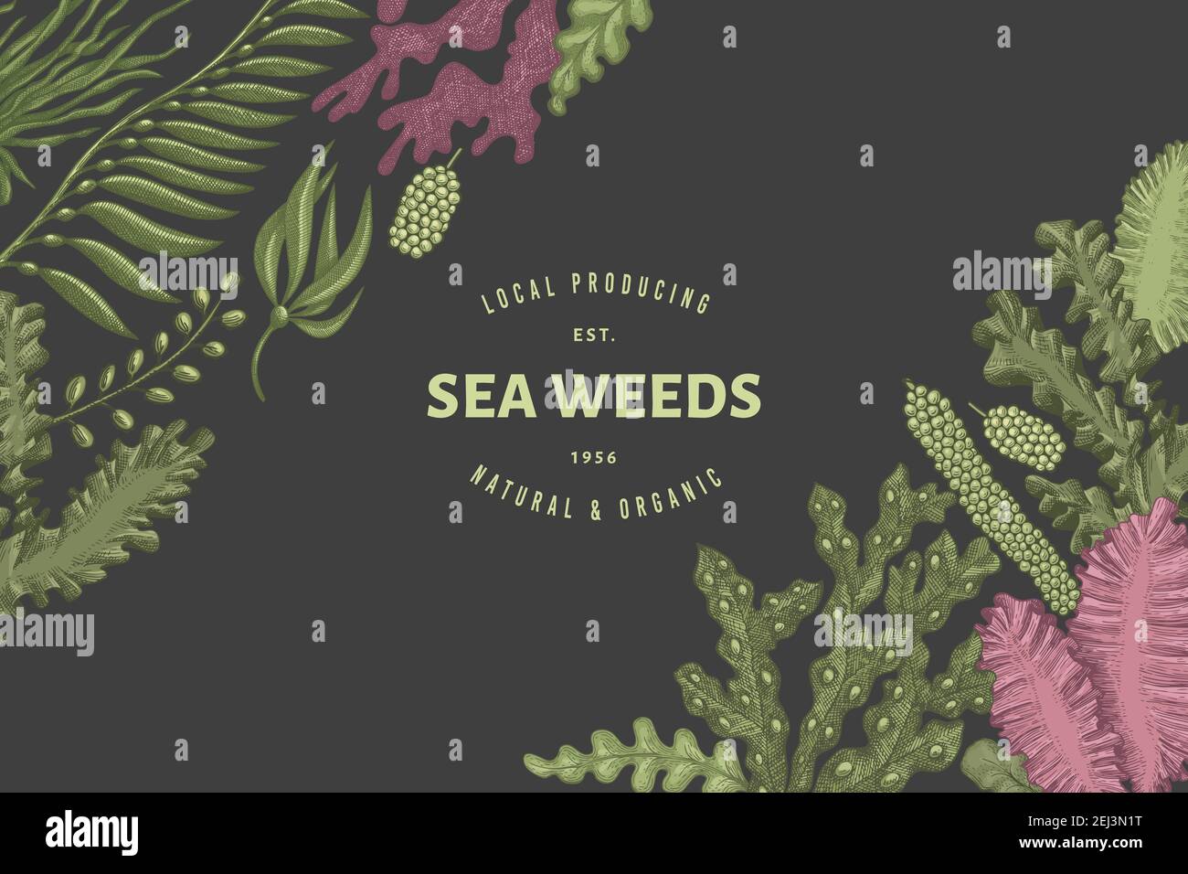 Seaweed design template. Hand drawn vector seaweeds illustration ...