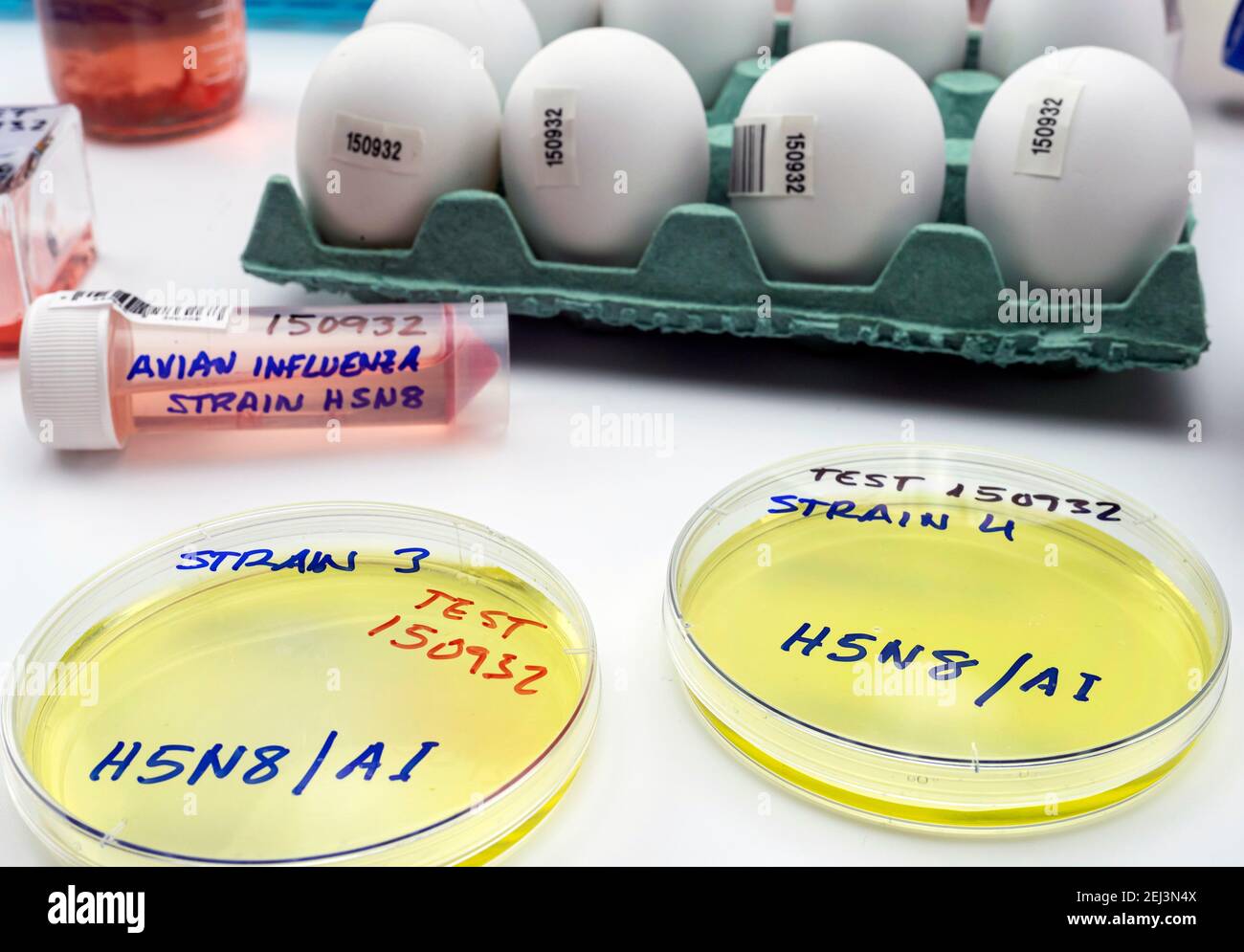 new strain of H5N8 avian influenza infected in humans, petri dish with ...