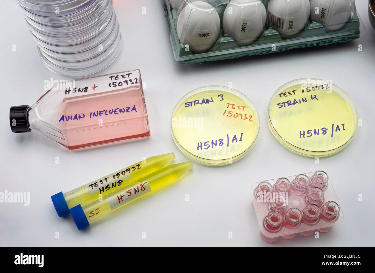 new strain of H5N8 avian influenza infected in humans, petri dish with ...