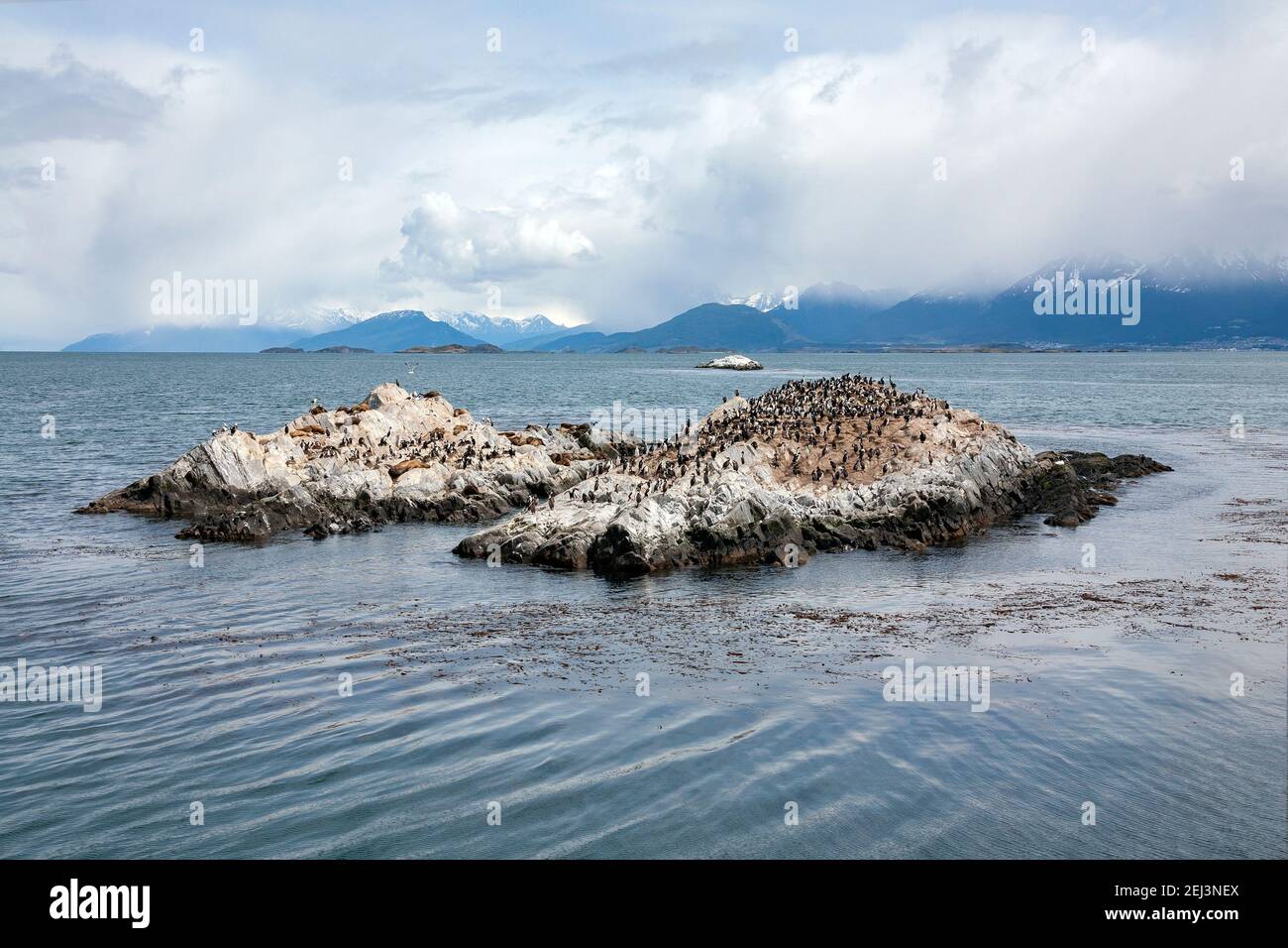Wildlife on a small island in the Beagle Channel near Ushuaia in Tierra ...