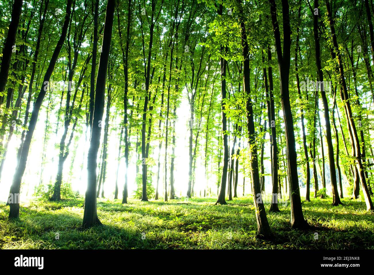 sunset in the woods Stock Photo - Alamy