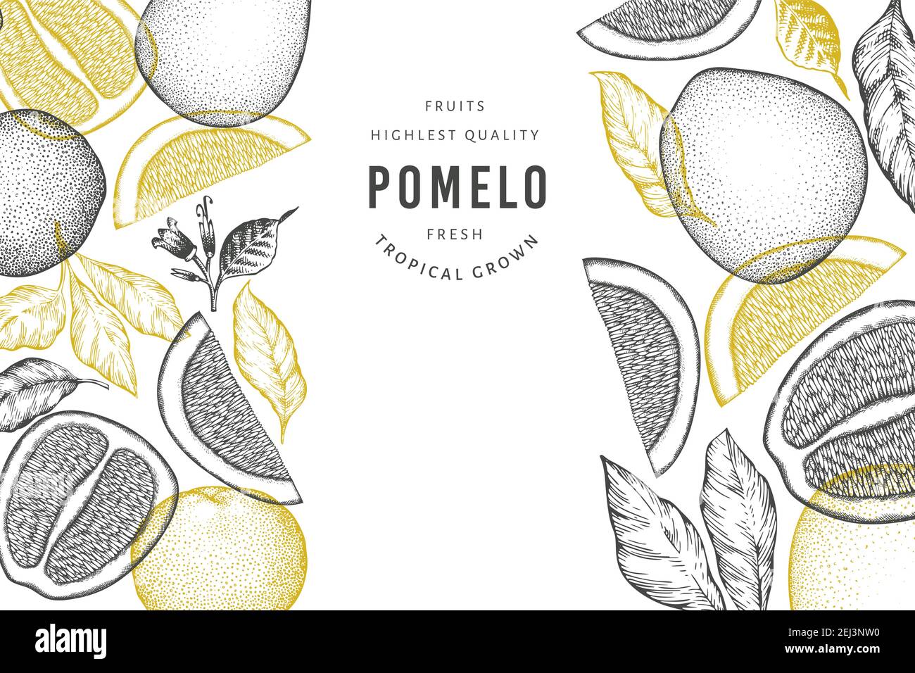 Hand drawn sketch style pomelo banner. Organic fresh fruit vector ...
