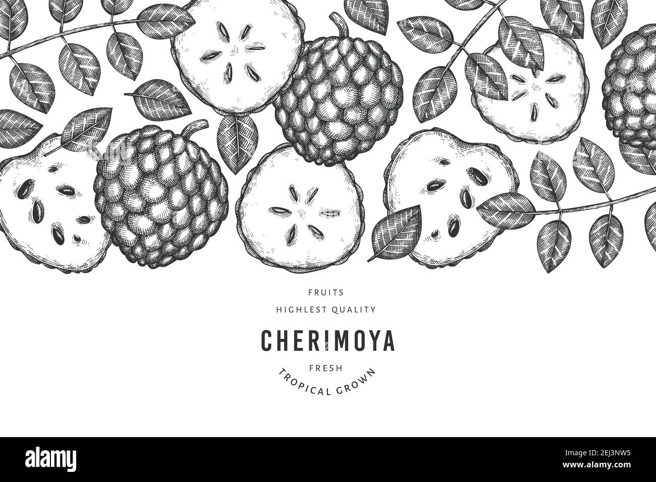 Hand drawn sketch style cherimoya banner. Organic fresh fruit vector ...