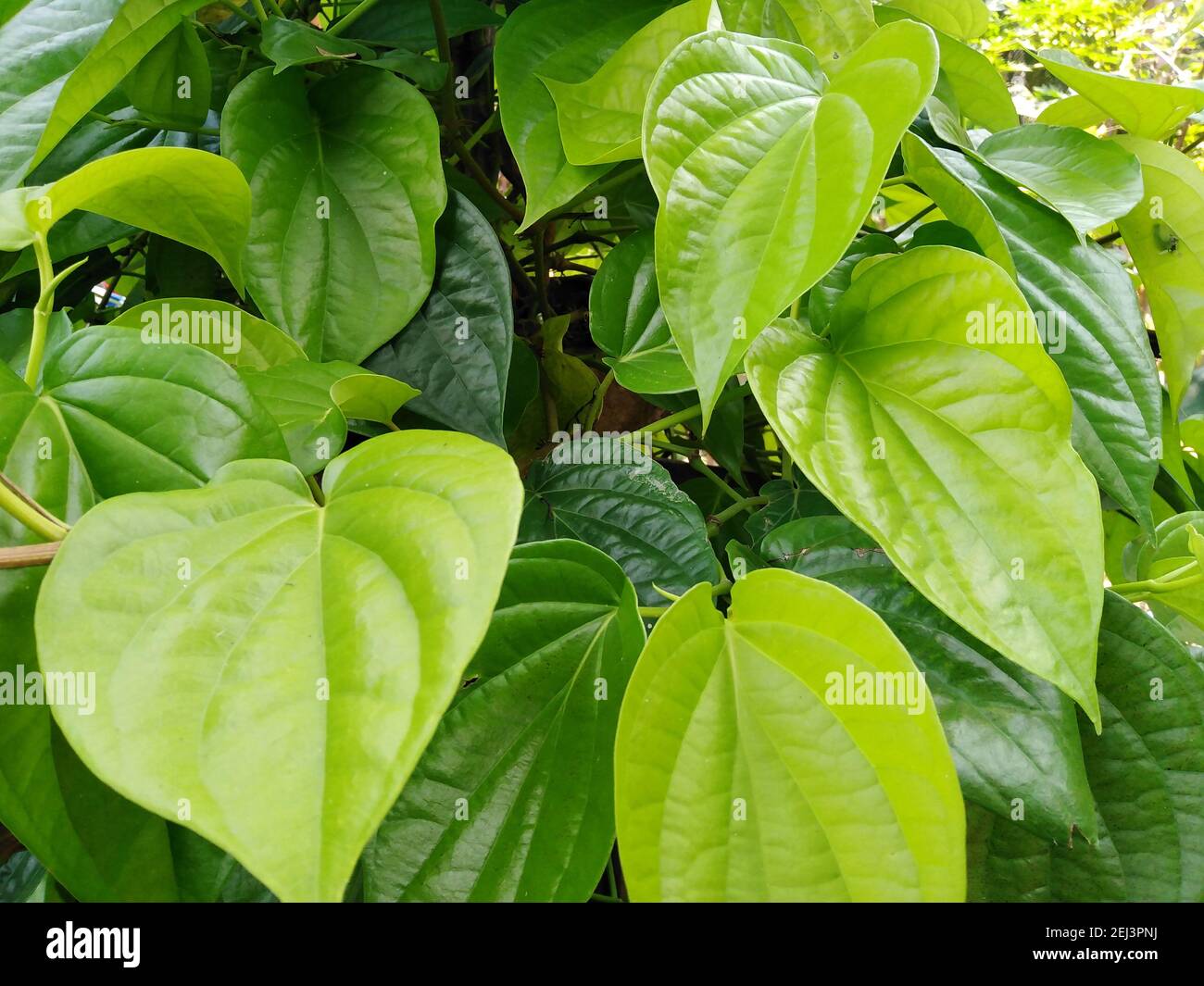 Betel Leaf Near Me