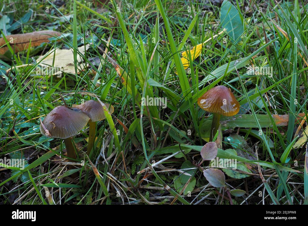 The parrot waxcap (Gliophorus psittacinus) is an inedible mushroom , an ...