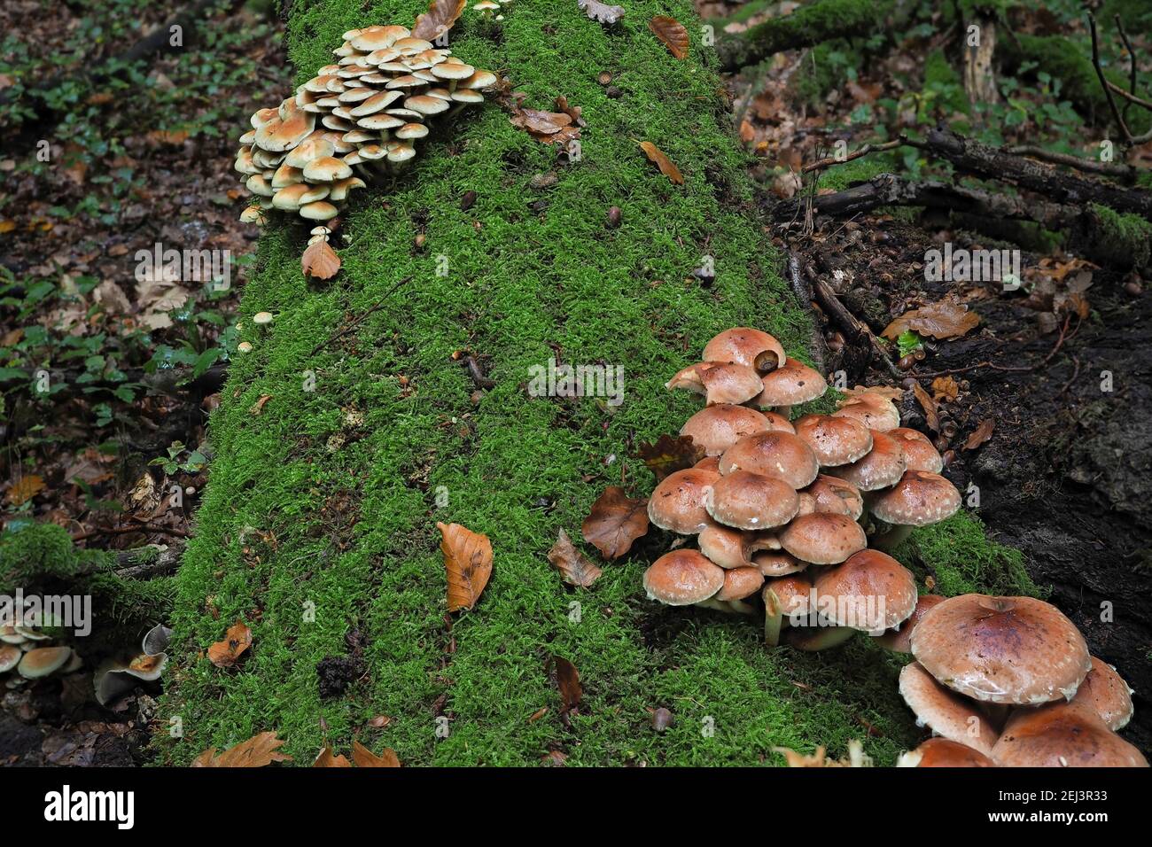 The Brick Tuft (Hypholoma lateritium) in front and Sulphur Tuft ...