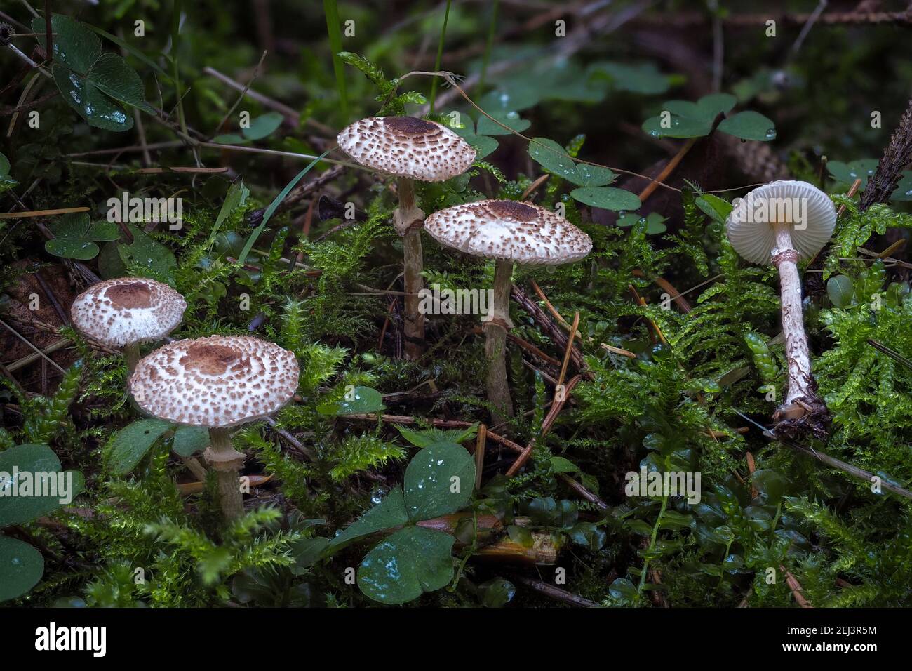 The Cat Dapperling (Lepiota felina) is an poisonous mushroom , an ...