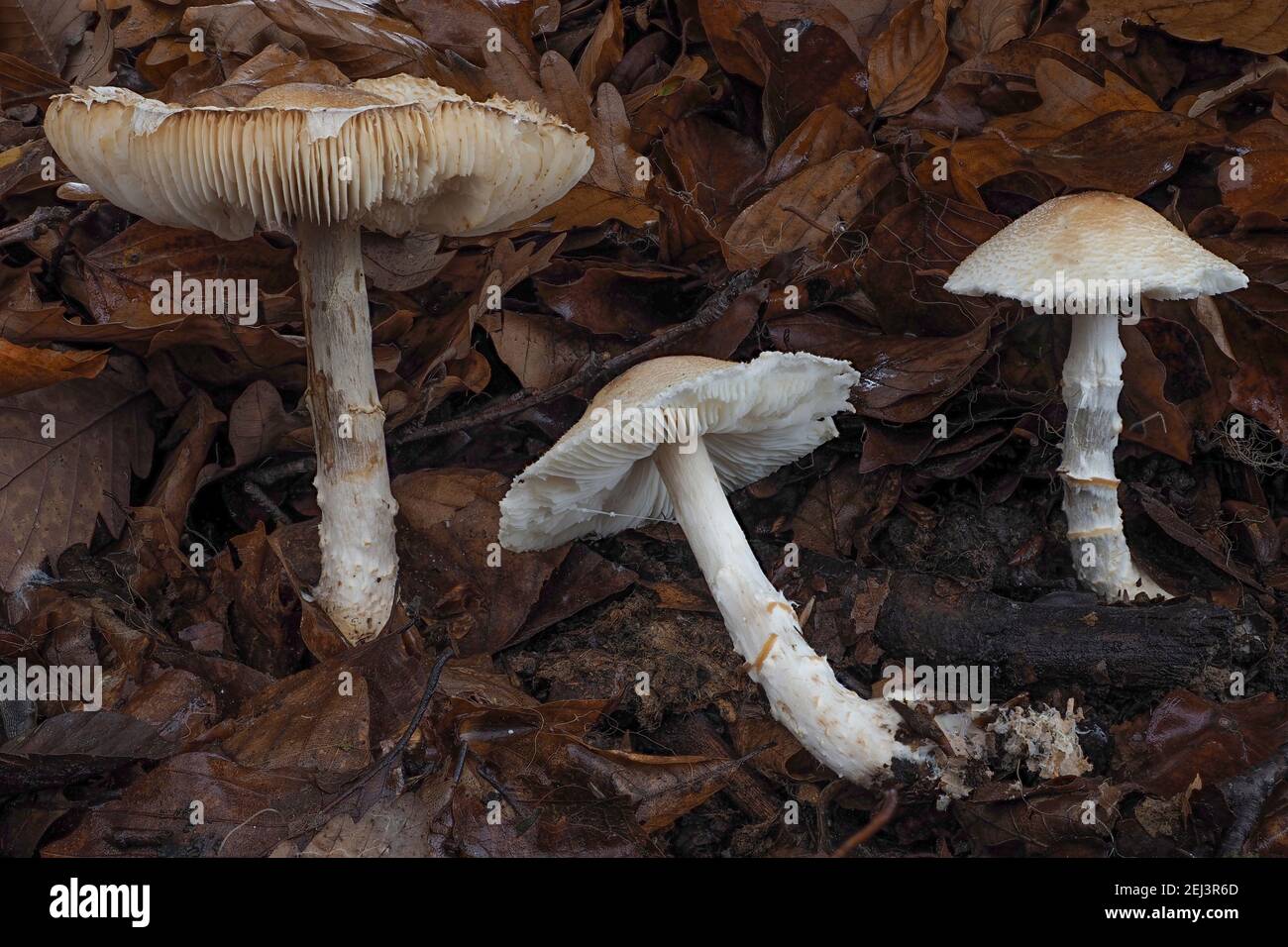 The orange-girdled parasol (Lepiota ignivolvata) is an poisonous ...
