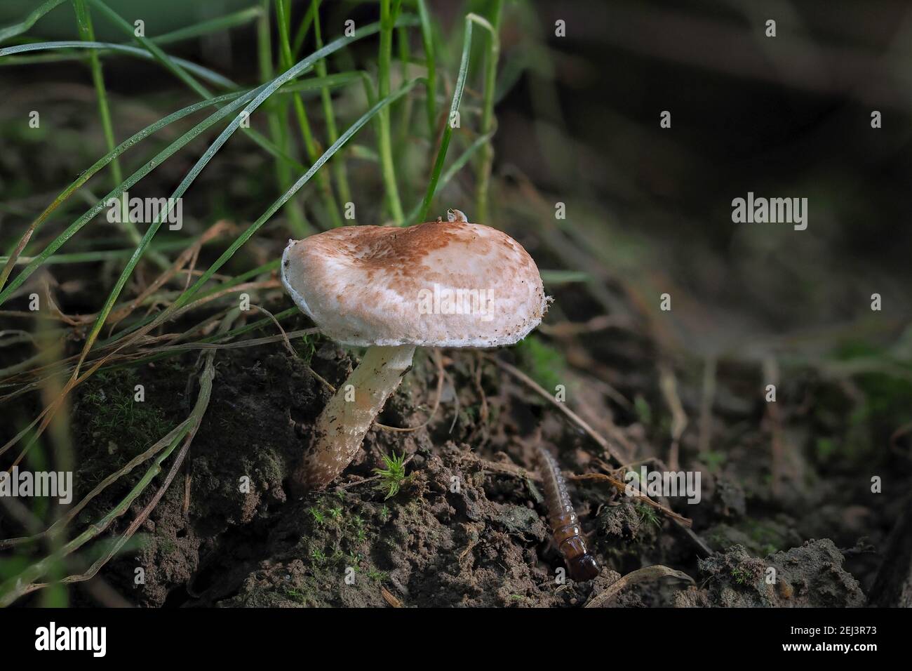 The Fatal Dapperling (Lepiota subincarnata) is a deadly poisonous ...