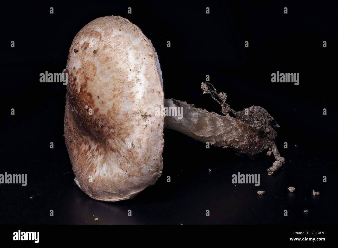 The Fatal Dapperling (Lepiota subincarnata) is a deadly poisonous ...