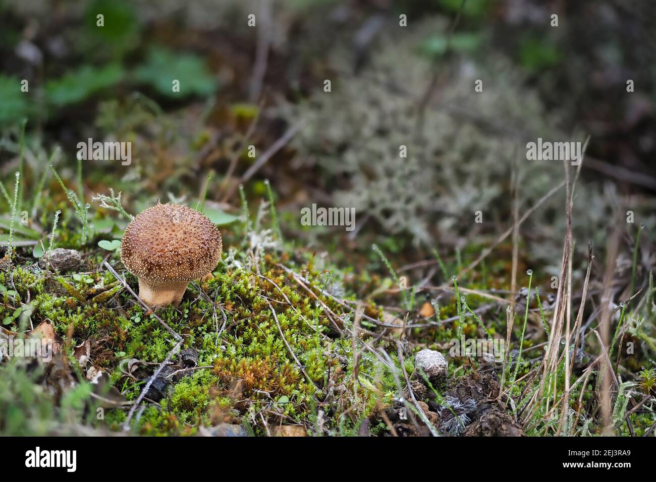 The Lycoperdon lambinonii is an inedible mushroom , an intresting photo ...