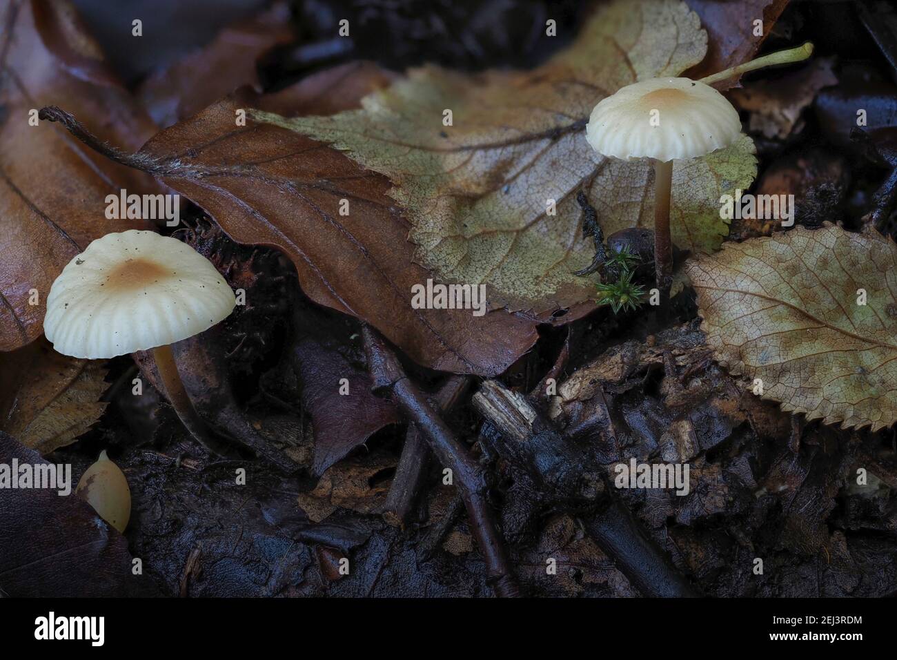 The Marasmius torquescens is an inedible mushroom , an intresting photo ...