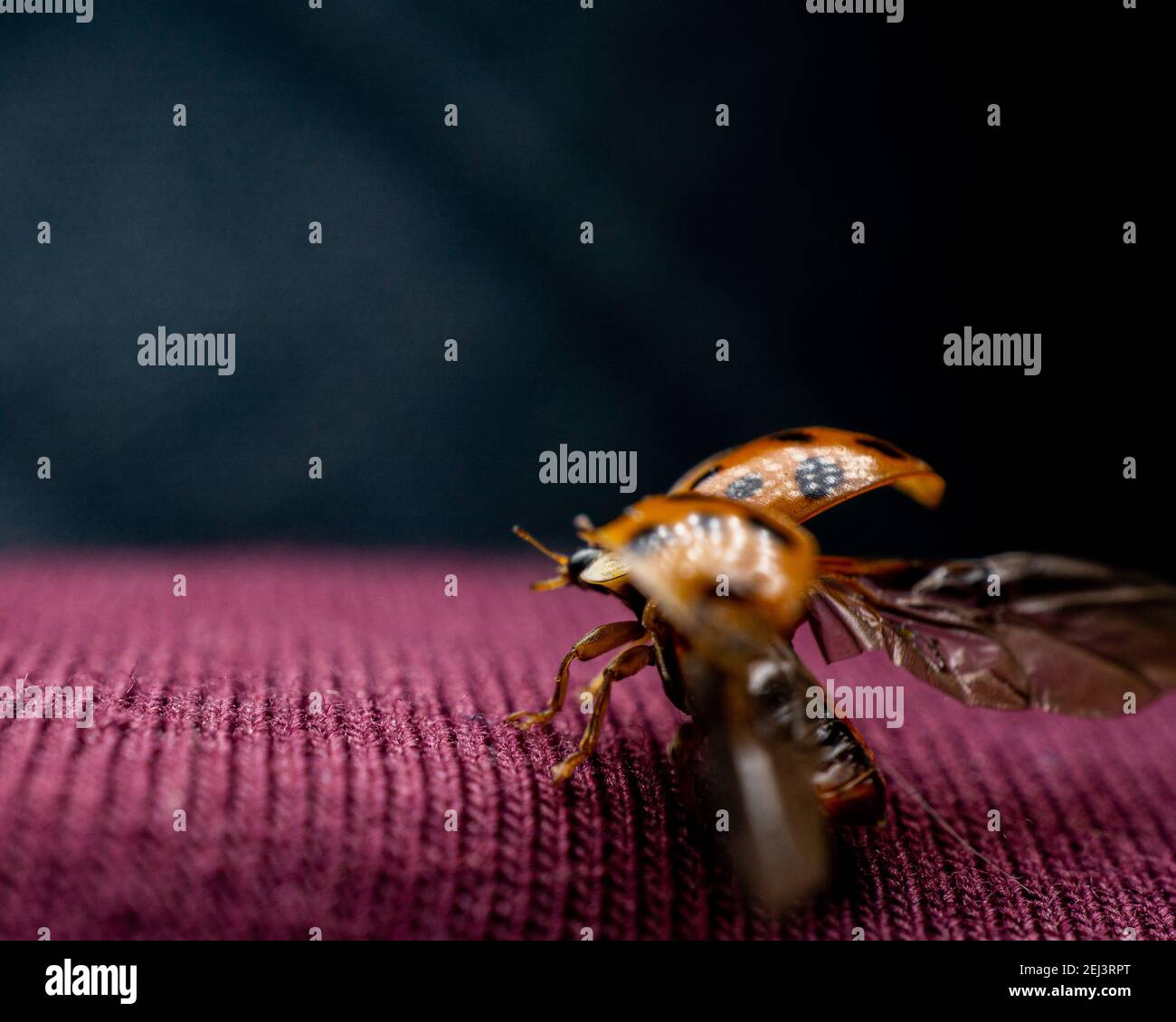 Beautiful macro ladybug spread hi-res stock photography and images - Alamy