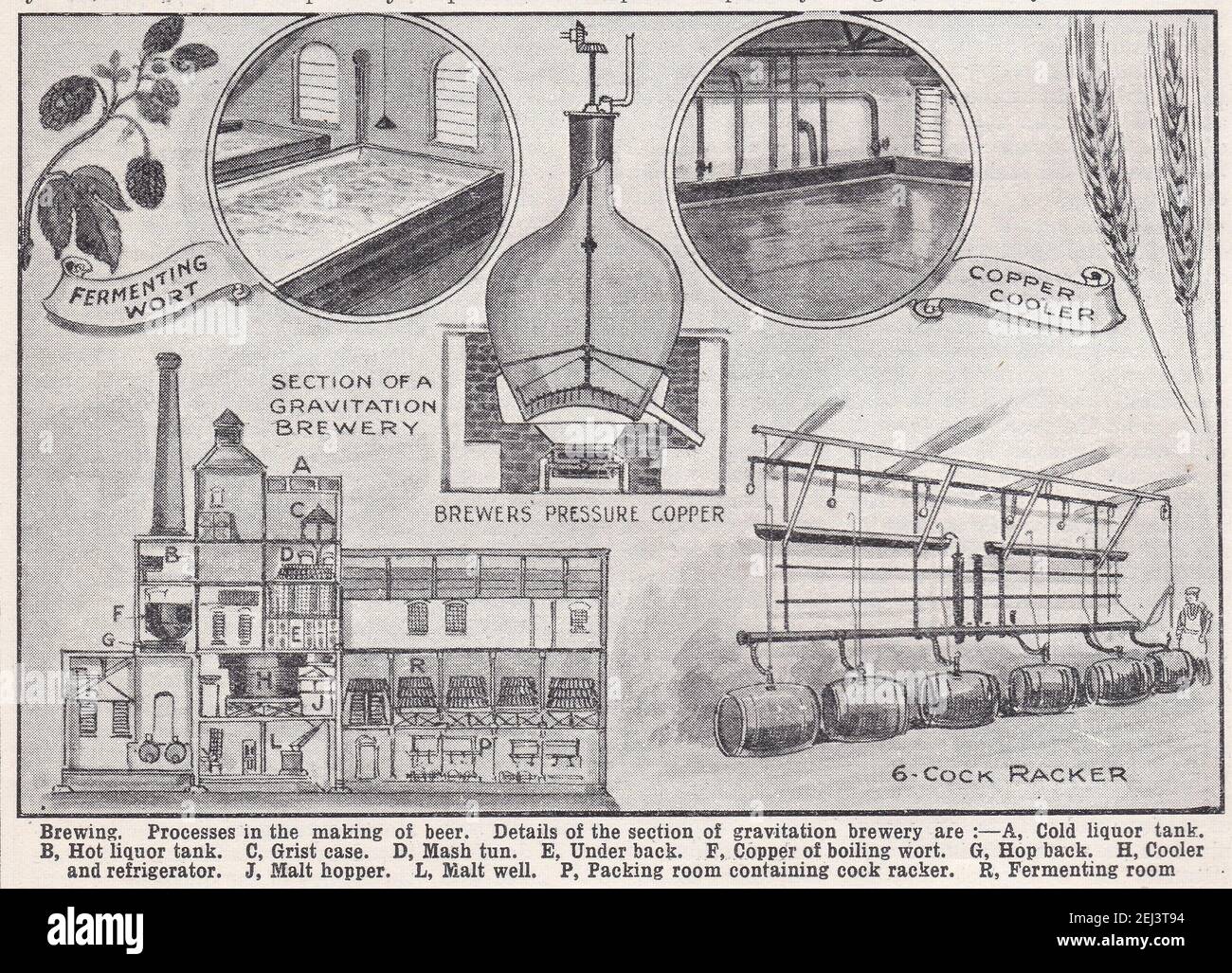 Vintage illustrations of Brewing 1900s Stock Photo - Alamy