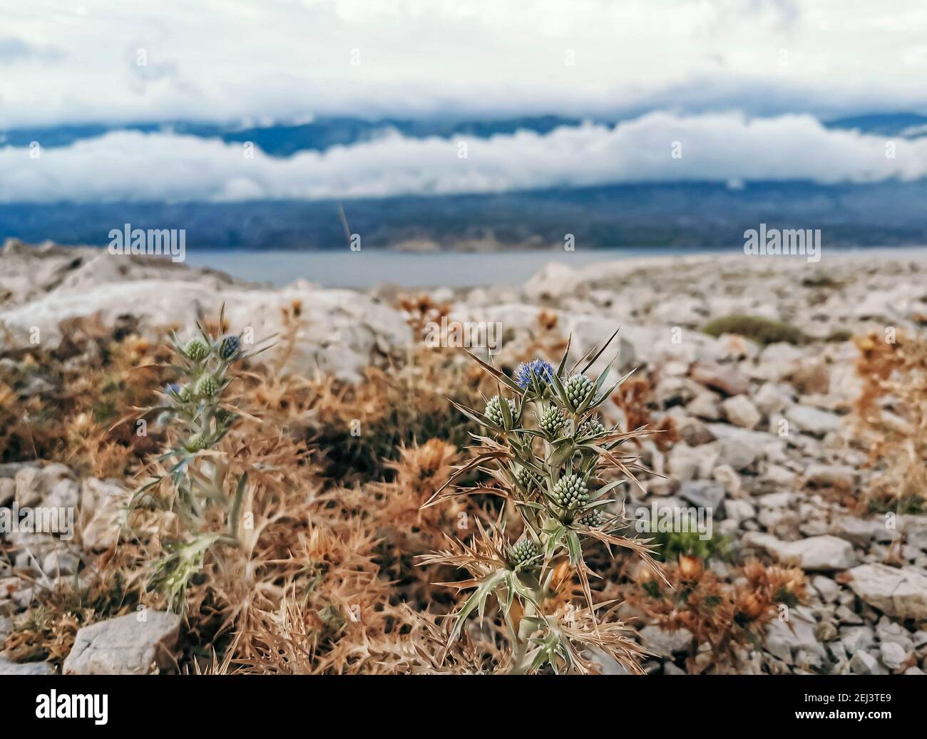 A beautiful view of the spiky plants in the field full of stones and ...