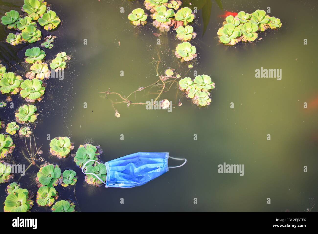 A medical face mask in a water puddle - environmental pollution concept ...
