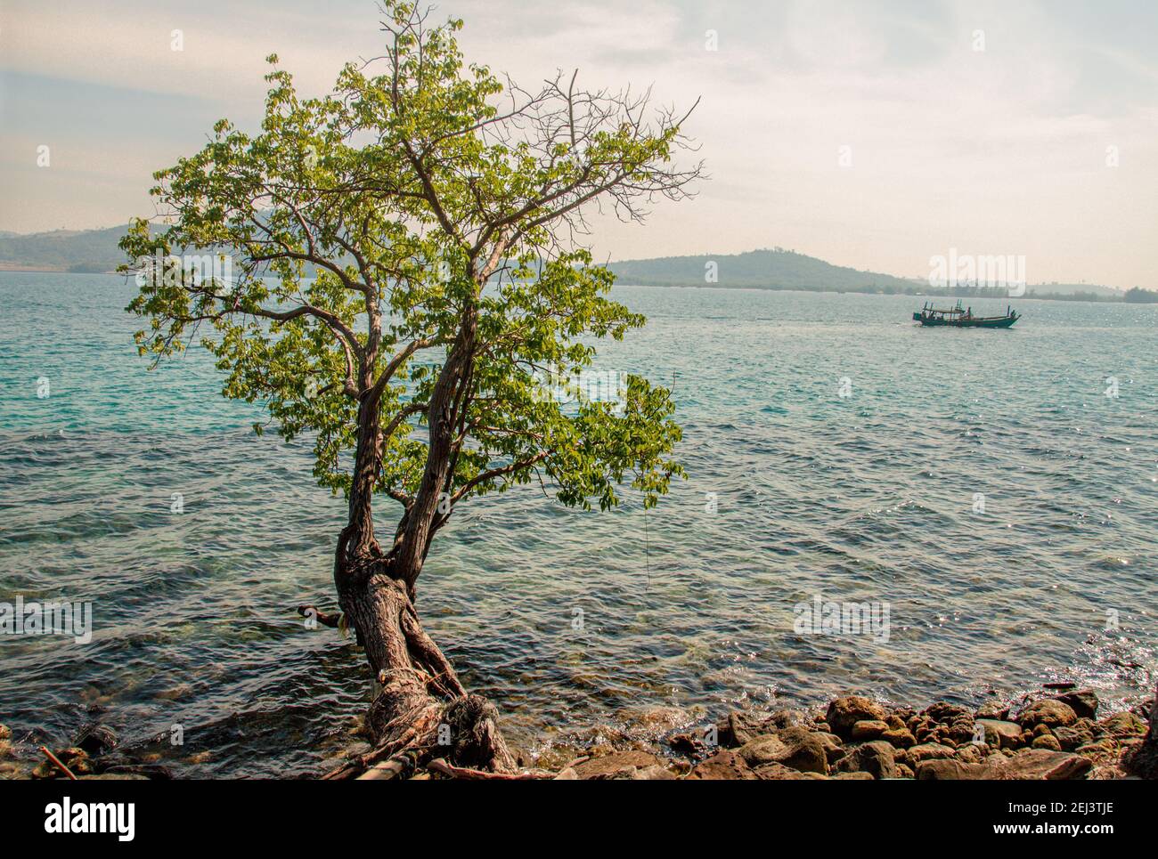 A single tree with green leaves by the sea with mountains in the ...