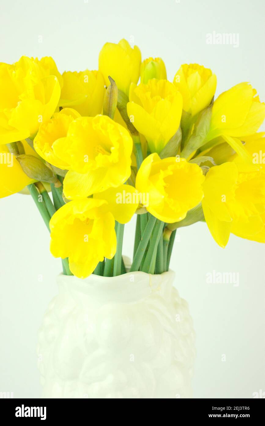 Vase beautiful daffodil flowers hi-res stock photography and images - Alamy