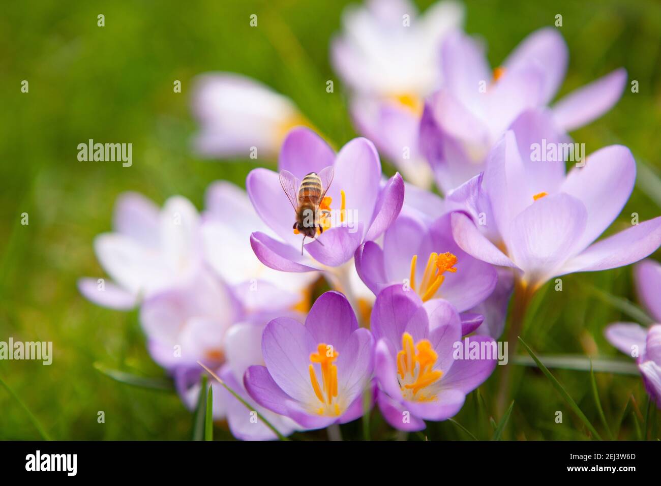 UK Weather, London, 21 February 2021: bees are attracted to clumps of ...