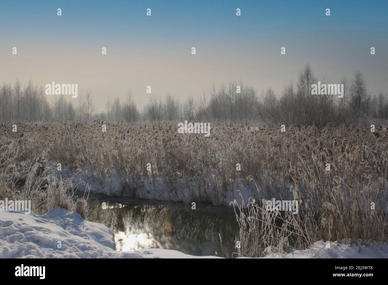 frosty mare over the frozen swamp. frost formed on reeds and trees ...