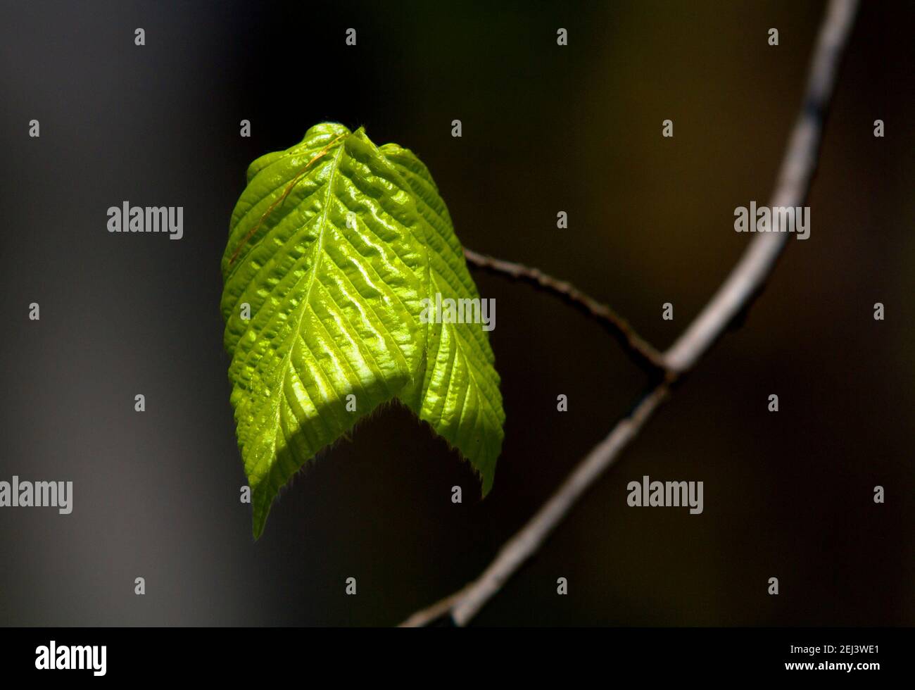 Moon bud hi-res stock photography and images - Alamy