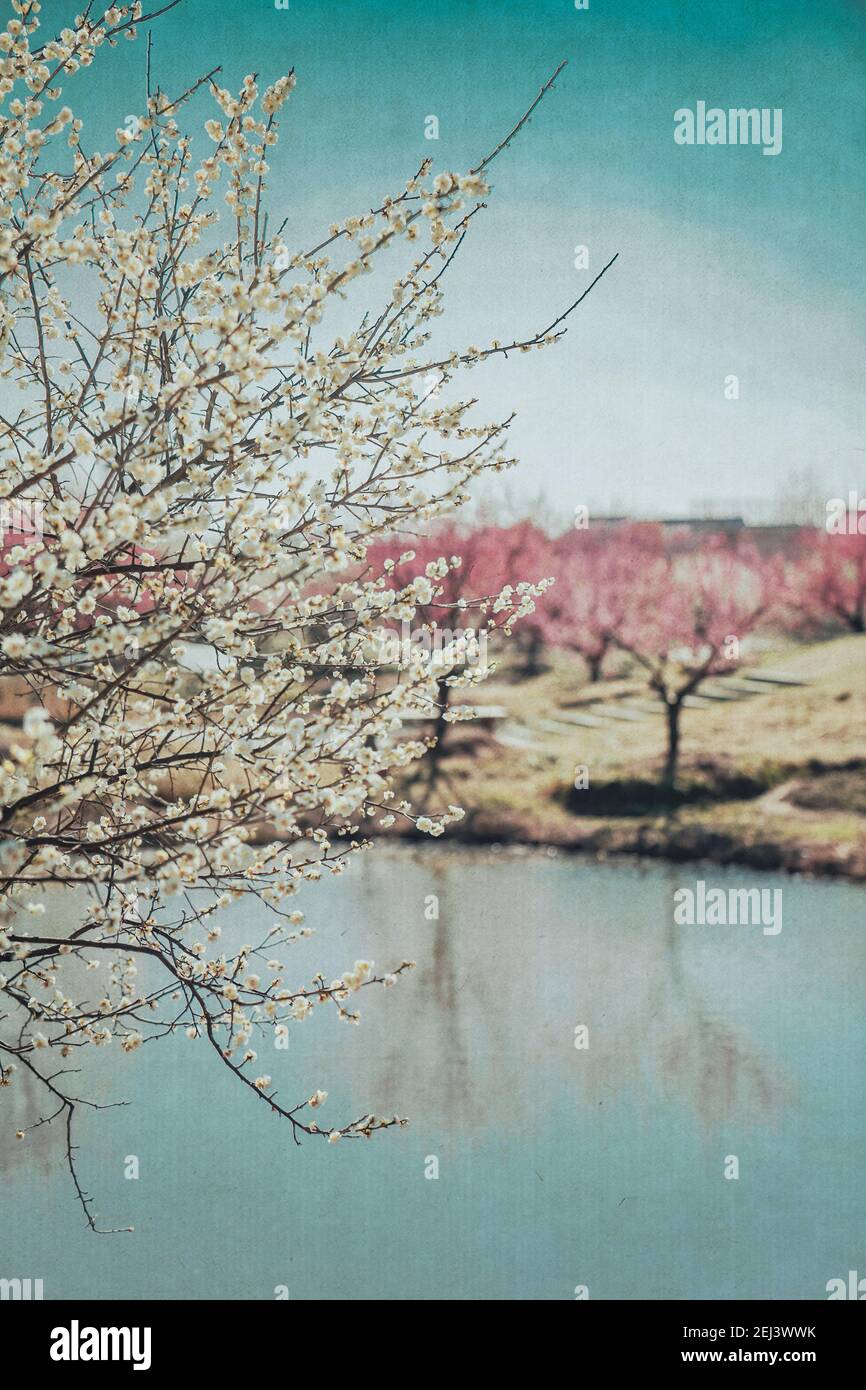 Red and pink plum blossom in the winter Stock Photo - Alamy