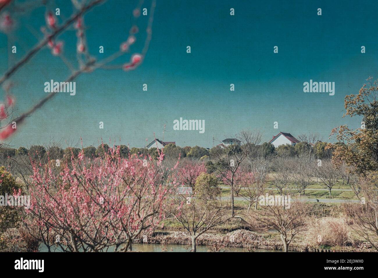 Red and pink plum blossom in the winter Stock Photo - Alamy