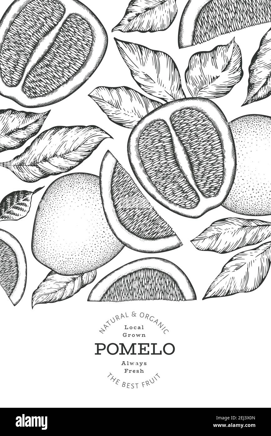 Hand drawn sketch style pomelo banner. Organic fresh fruit vector ...
