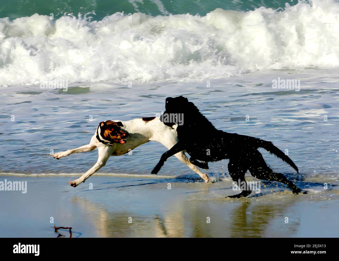 Dogs at play Stock Photo - Alamy