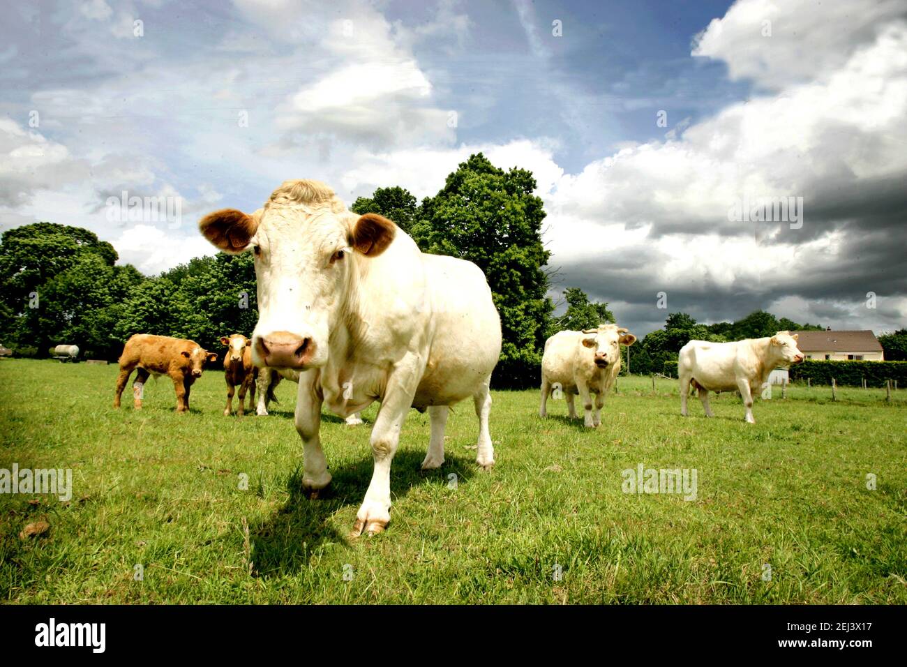 Cows rump hi-res stock photography and images - Alamy