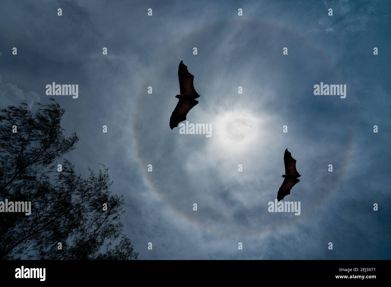 Two Large bats flying in the night under a bright full moon with ...