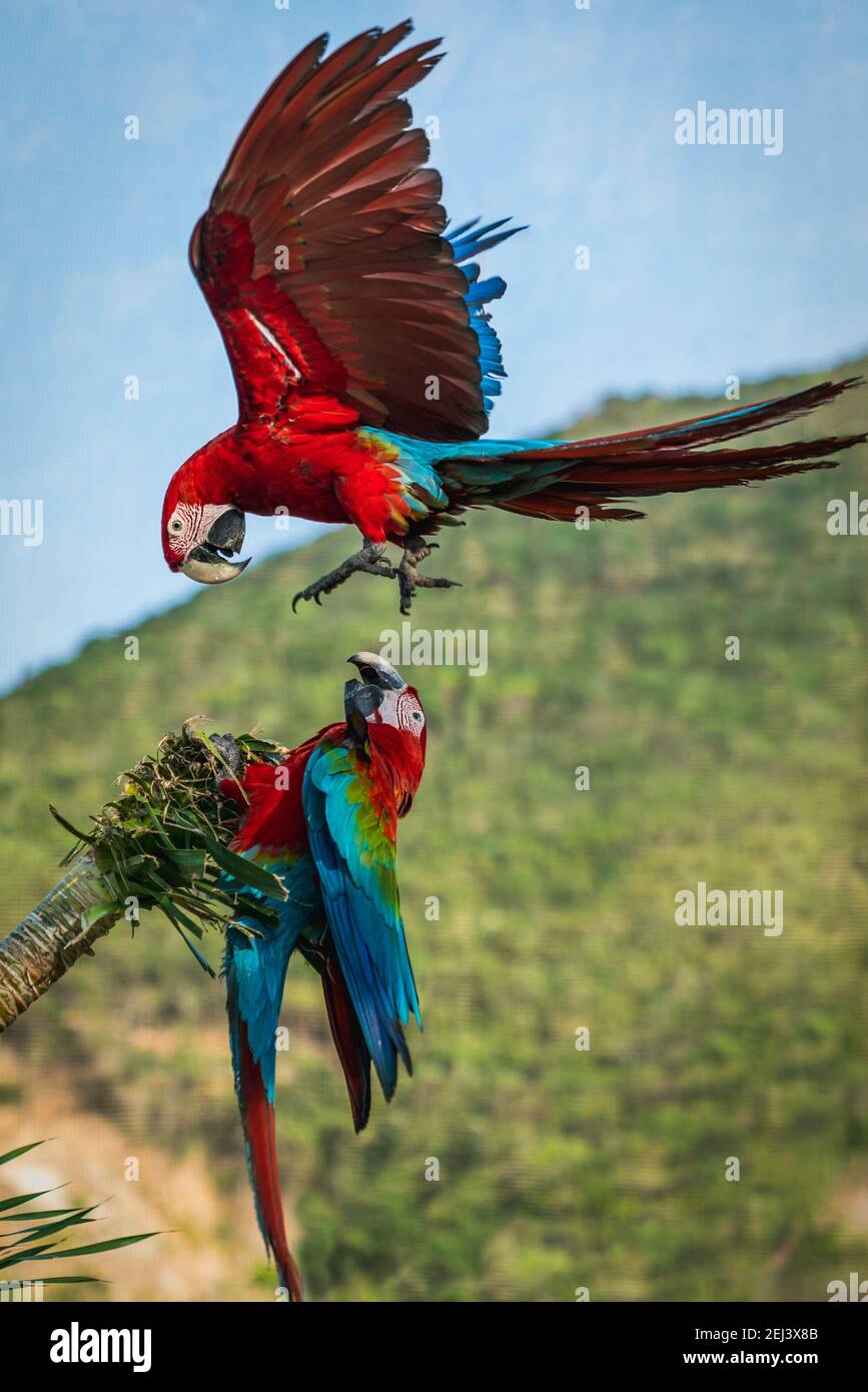 Two macaw parrots fight over a tree branch in this incredible in flight ...