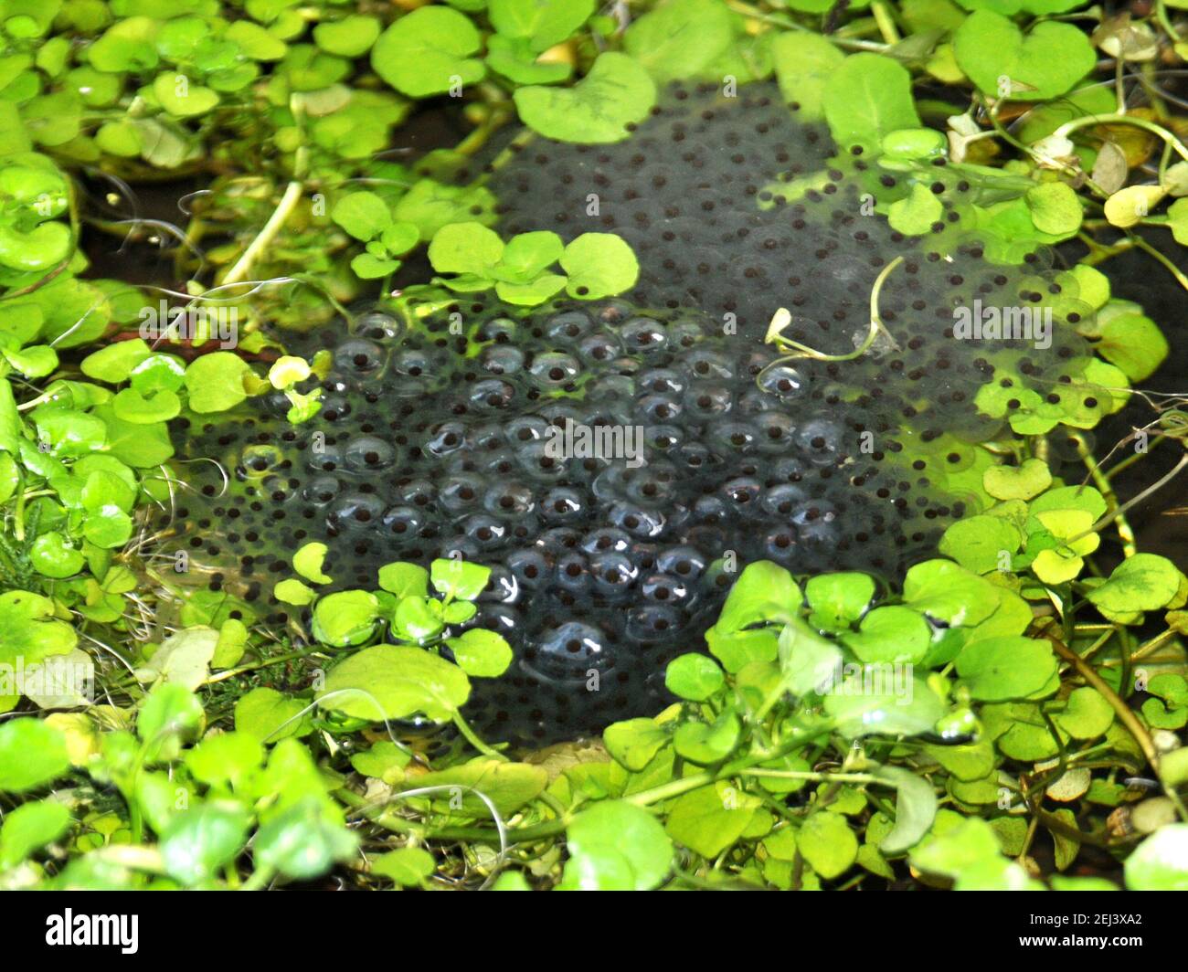 FROG SPAWN IN A GARDEN POND AT PORTCHESTER, HANTS Stock Photo - Alamy