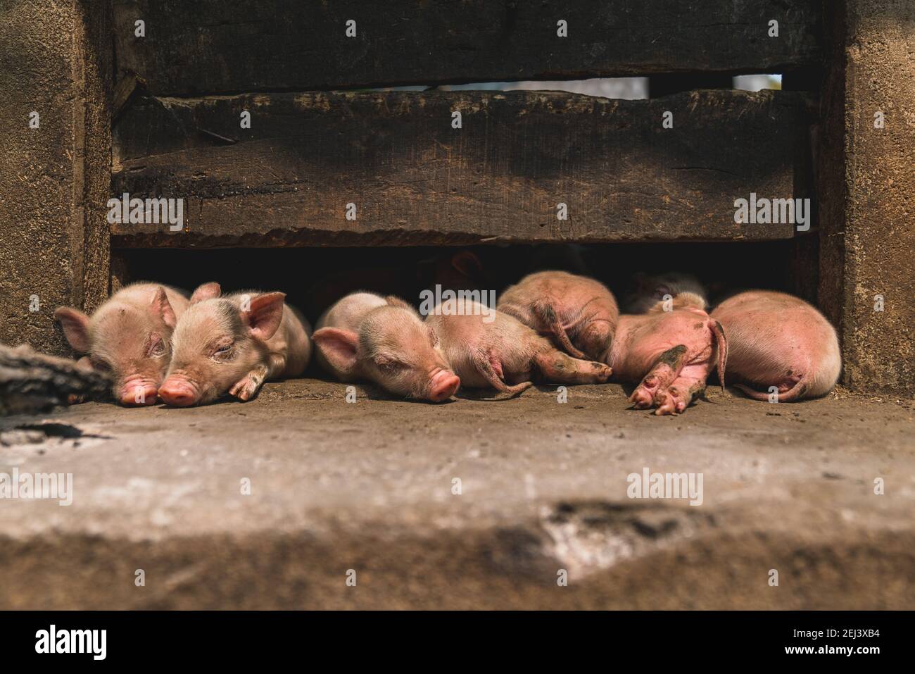 Baby pigs sleep under a the beam of a barn door muddy from afternoon ...