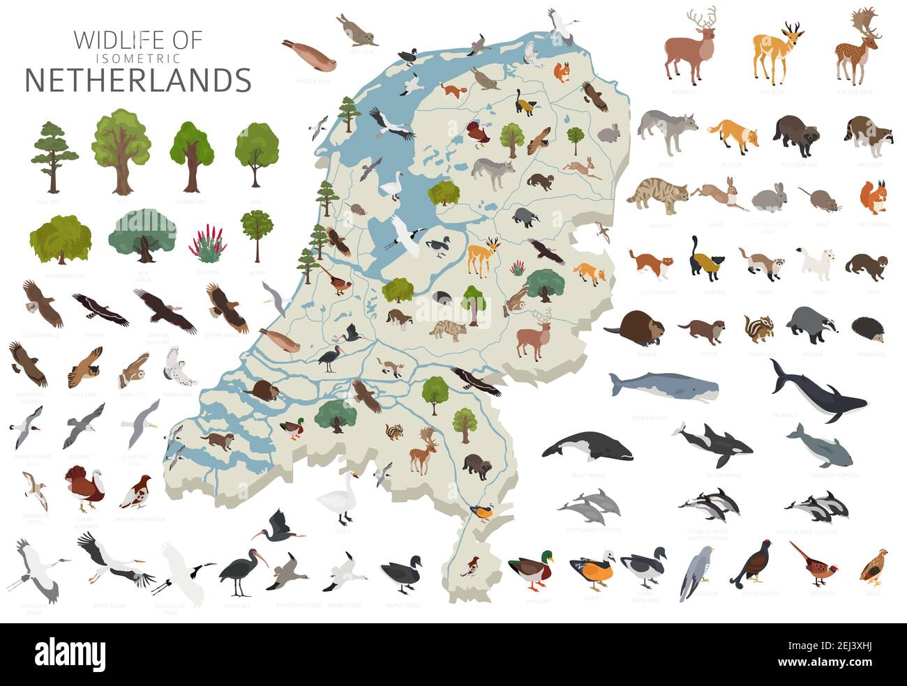 Isomatric 3d design of Netherlands wildlife. Animals, birds and plants ...